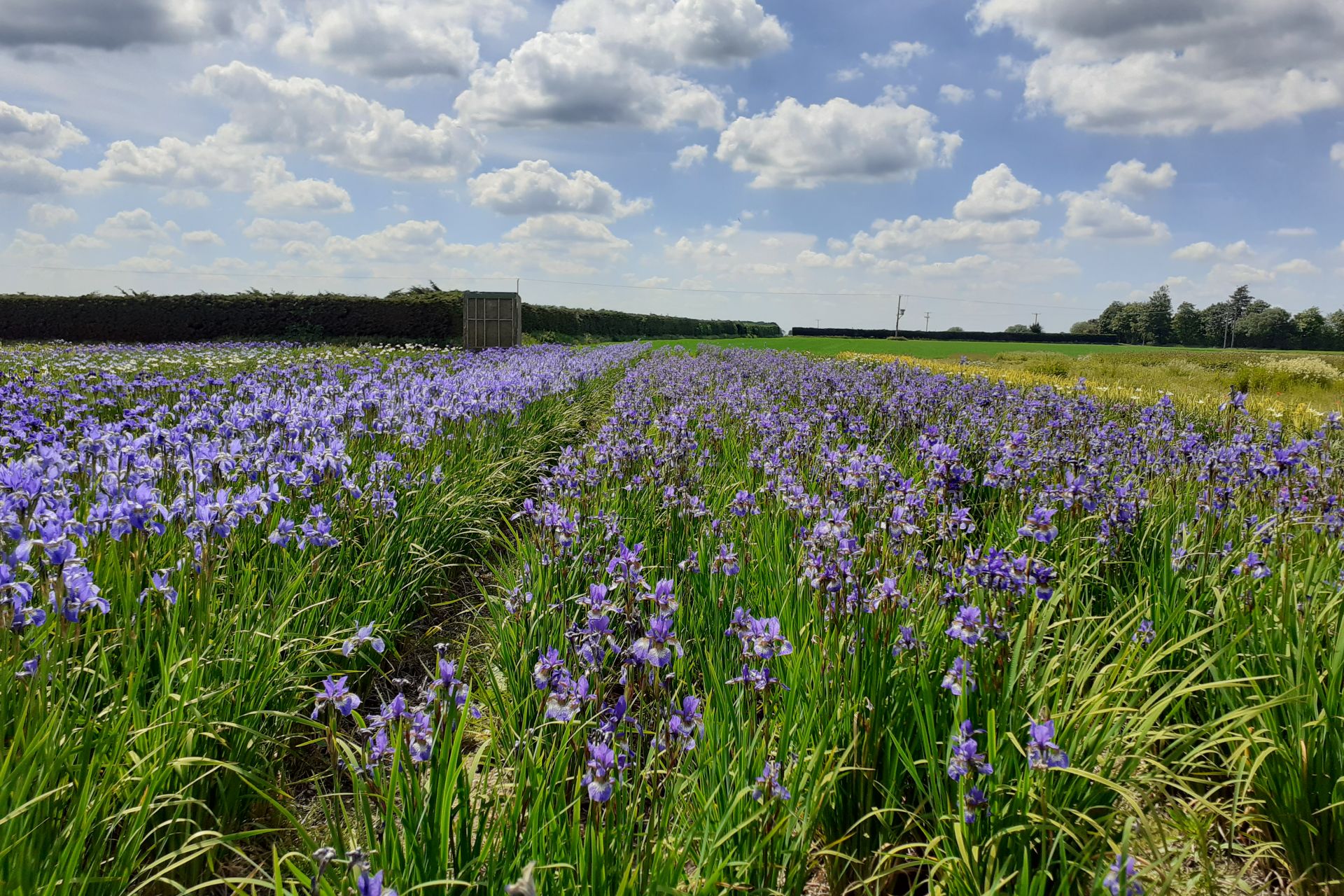 Howard Nurseries Ltd - Howard Nurseries Ltd