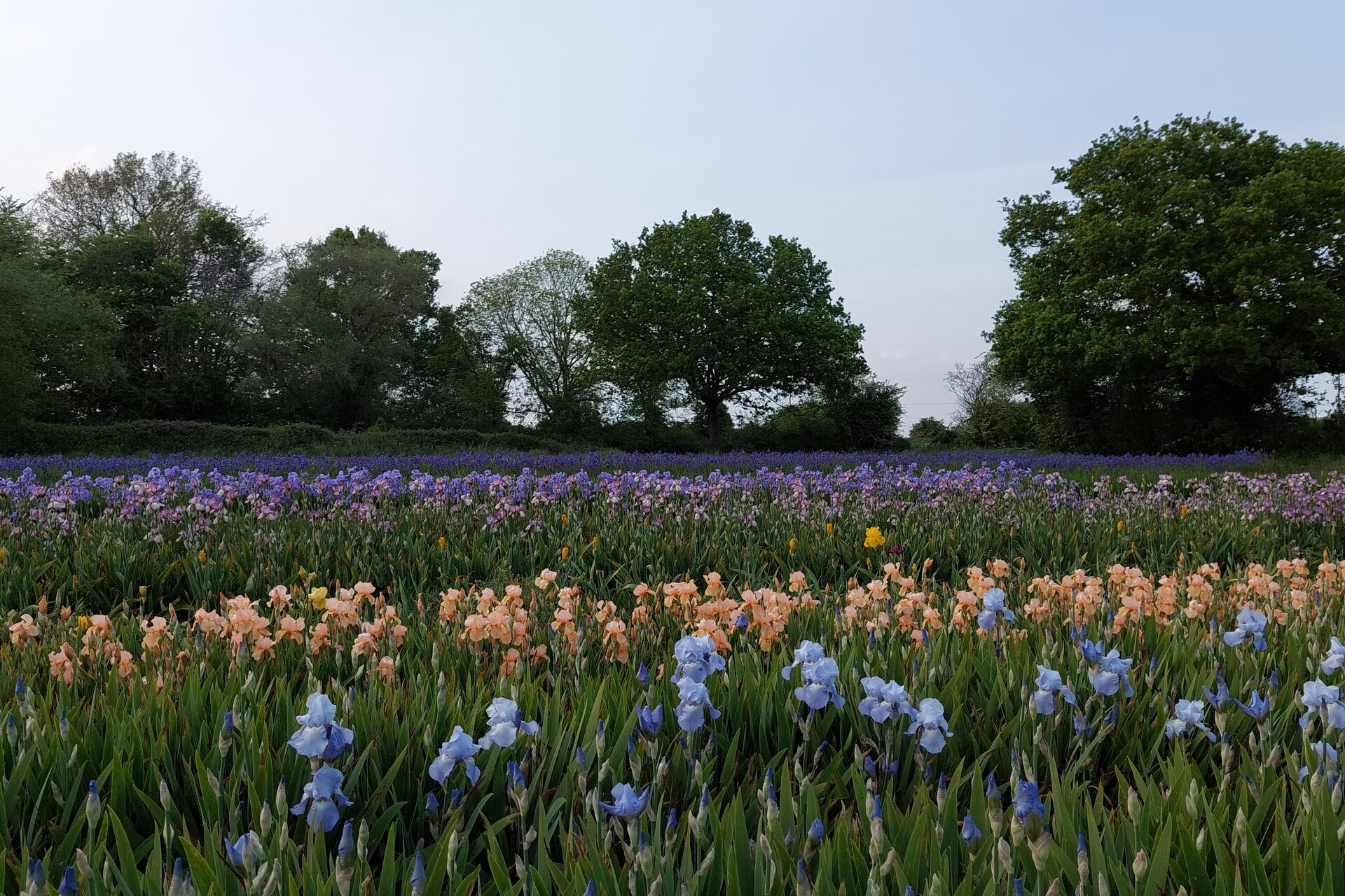 Howard Nurseries Ltd. is one of the country's largest, wholesale ...