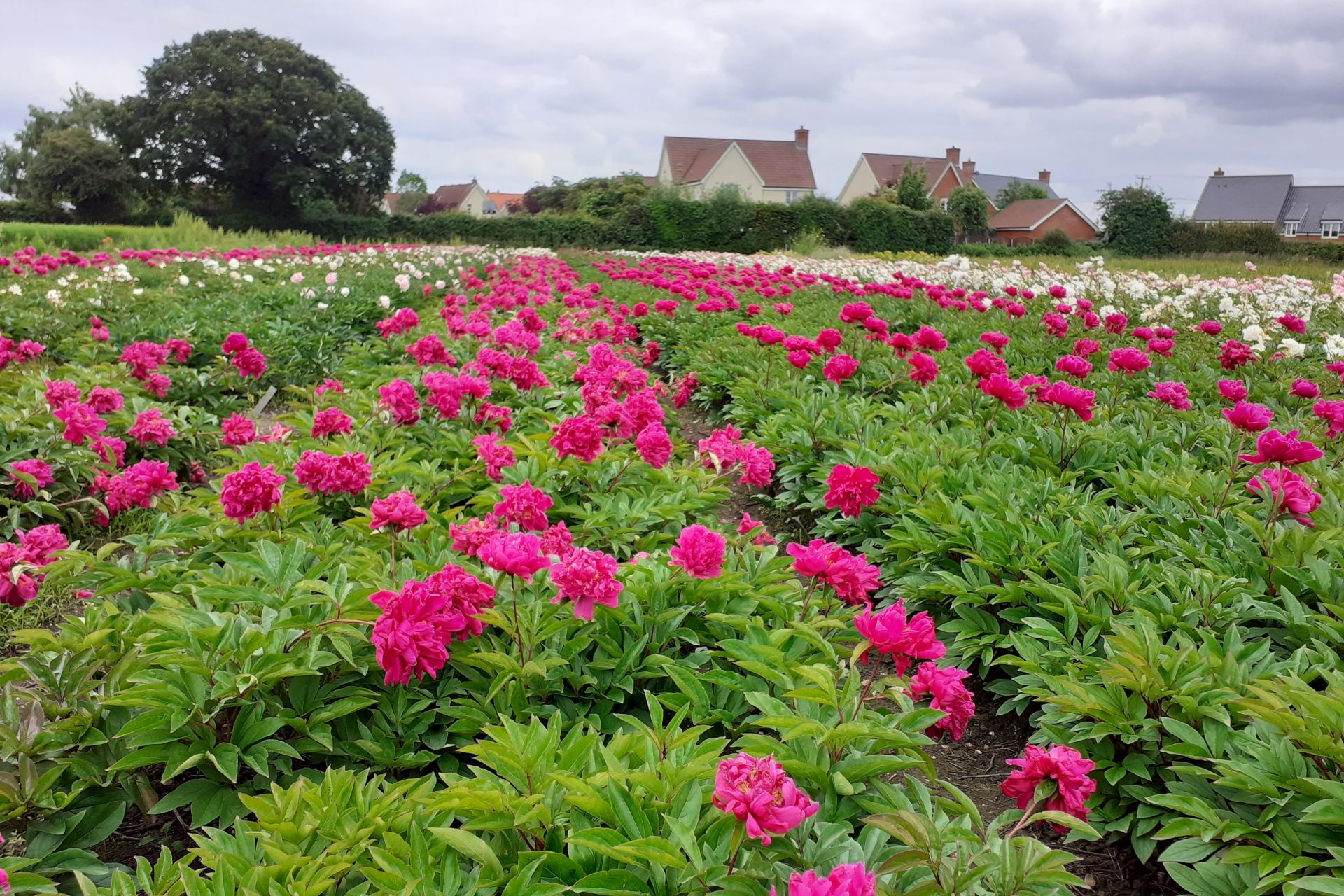 Howard Nurseries Ltd. is one of the country's largest, wholesale ...