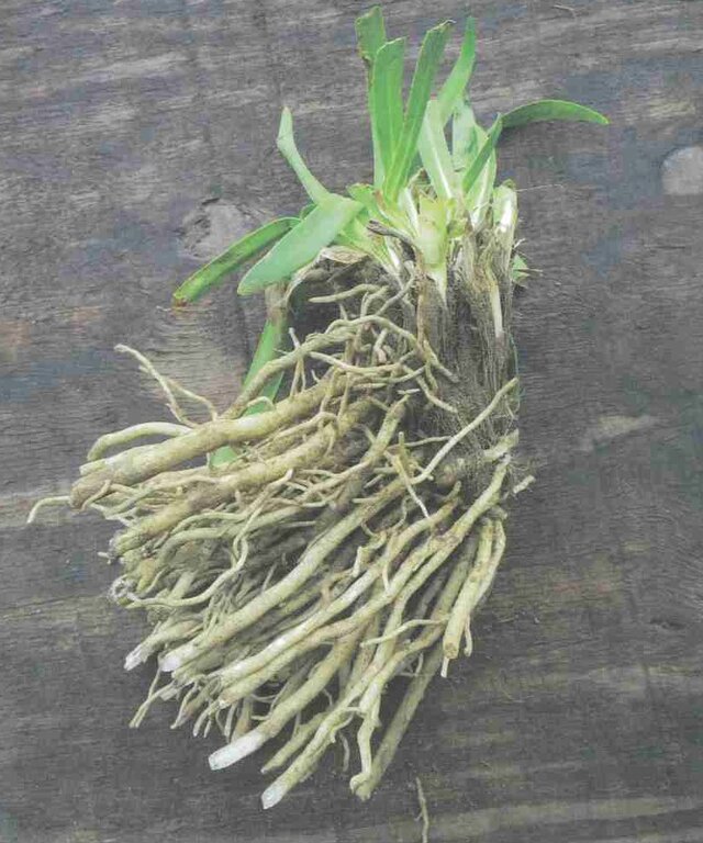 Celebrating Bare Root - Howard Nurseries Ltd